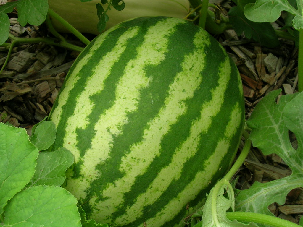 animal-friendly eating: my spring seed schedule: part two