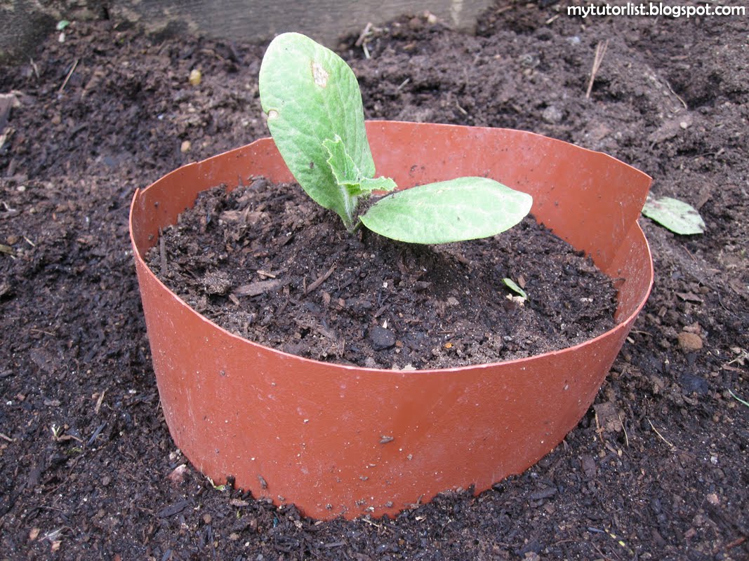 The Anti-Slug Movement : Behind Mytutorlist.com