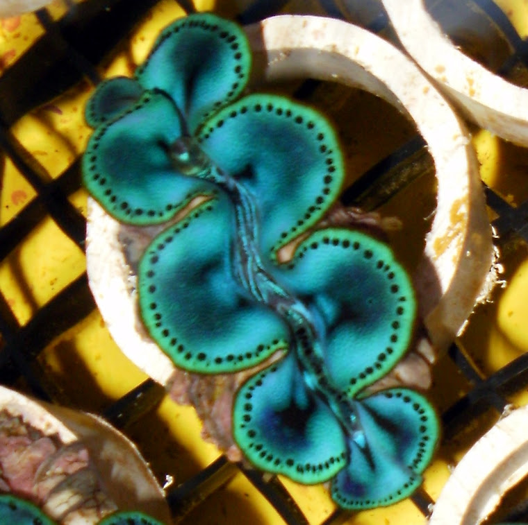 Corals and Aquacultured Clams: Pictures