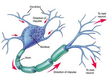 Tu Neurociencia: Conceptos básicos: Las neuronas
