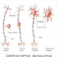Tu Neurociencia: Conceptos básicos: Las neuronas