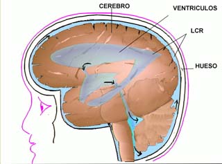 Tu Neurociencia: Sistema Ventricular y LCR