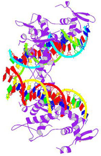 Tu Neurociencia: FOXP2: ¿El gen del lenguaje?
