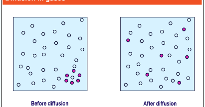 GCSE biology: Diffusion and Osmosis