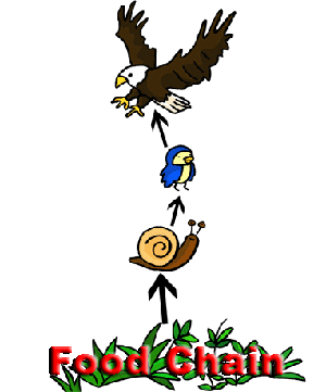 GCSE biology: Food chains, webs and pyramids