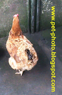 Giriraja Chicken- The Forest King |Photos of Pets