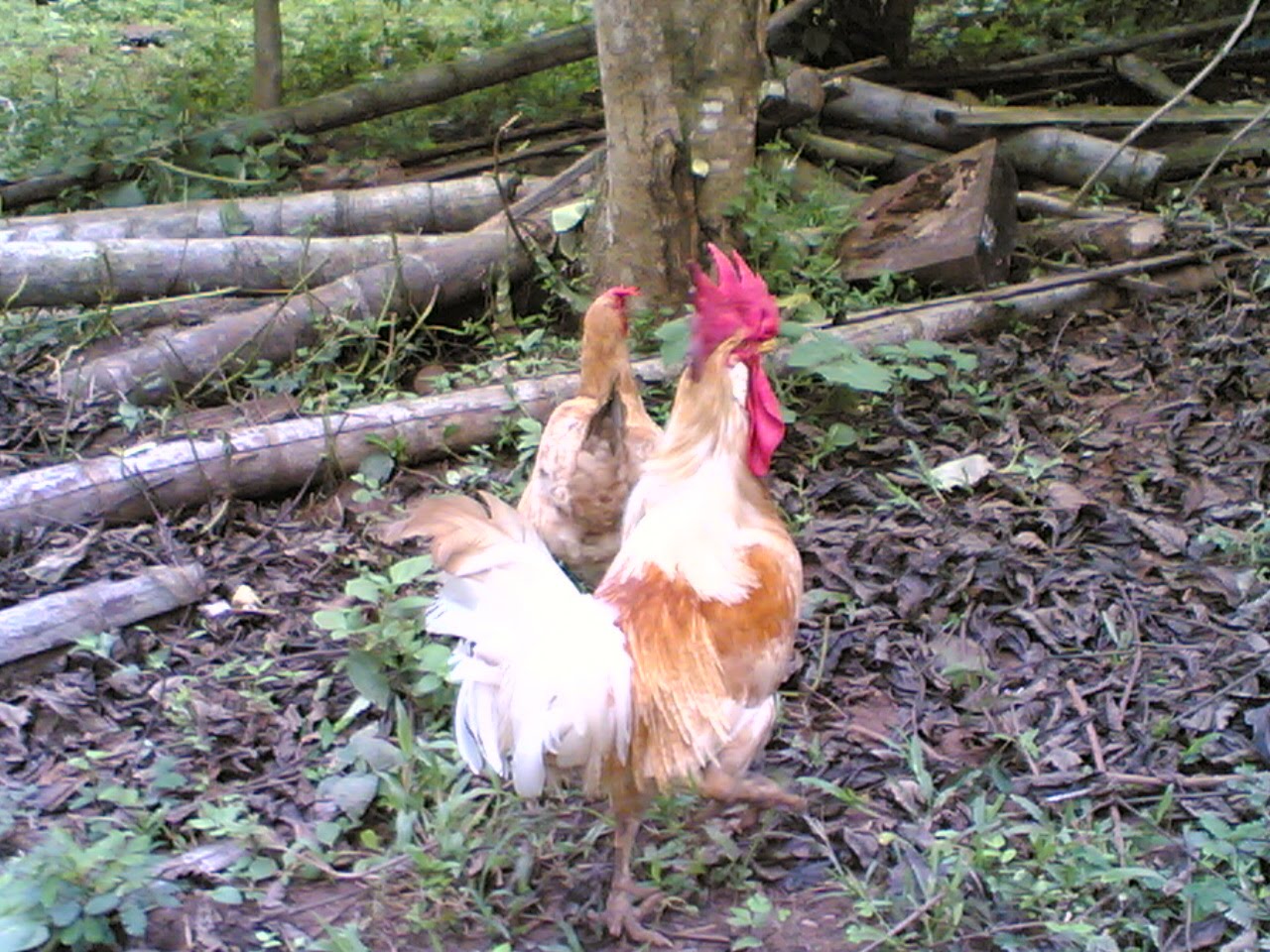 New Cross of Giriraja |Photos of Pets