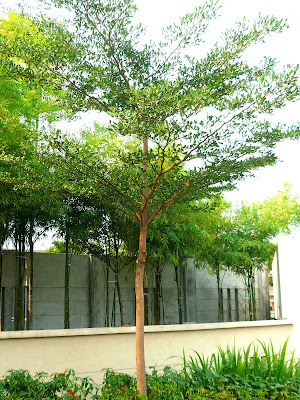 Evica's Landscape Galleria: Bucida Molineti