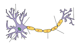 Anatomia Humana: ¿Que son las vainas de mielina ? (sistema nerviosos)