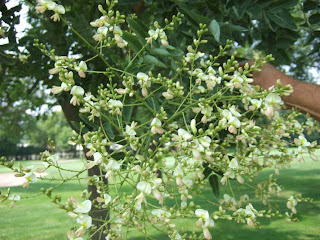 iaTURF: Japanese Pagoda Tree