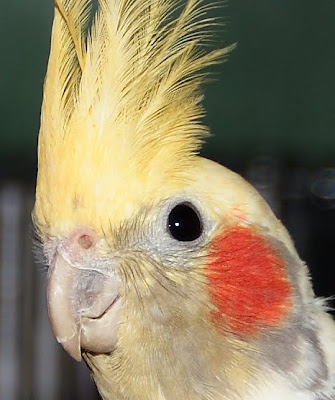 Good family: Why cockatiel is the best pet bird for the beginner