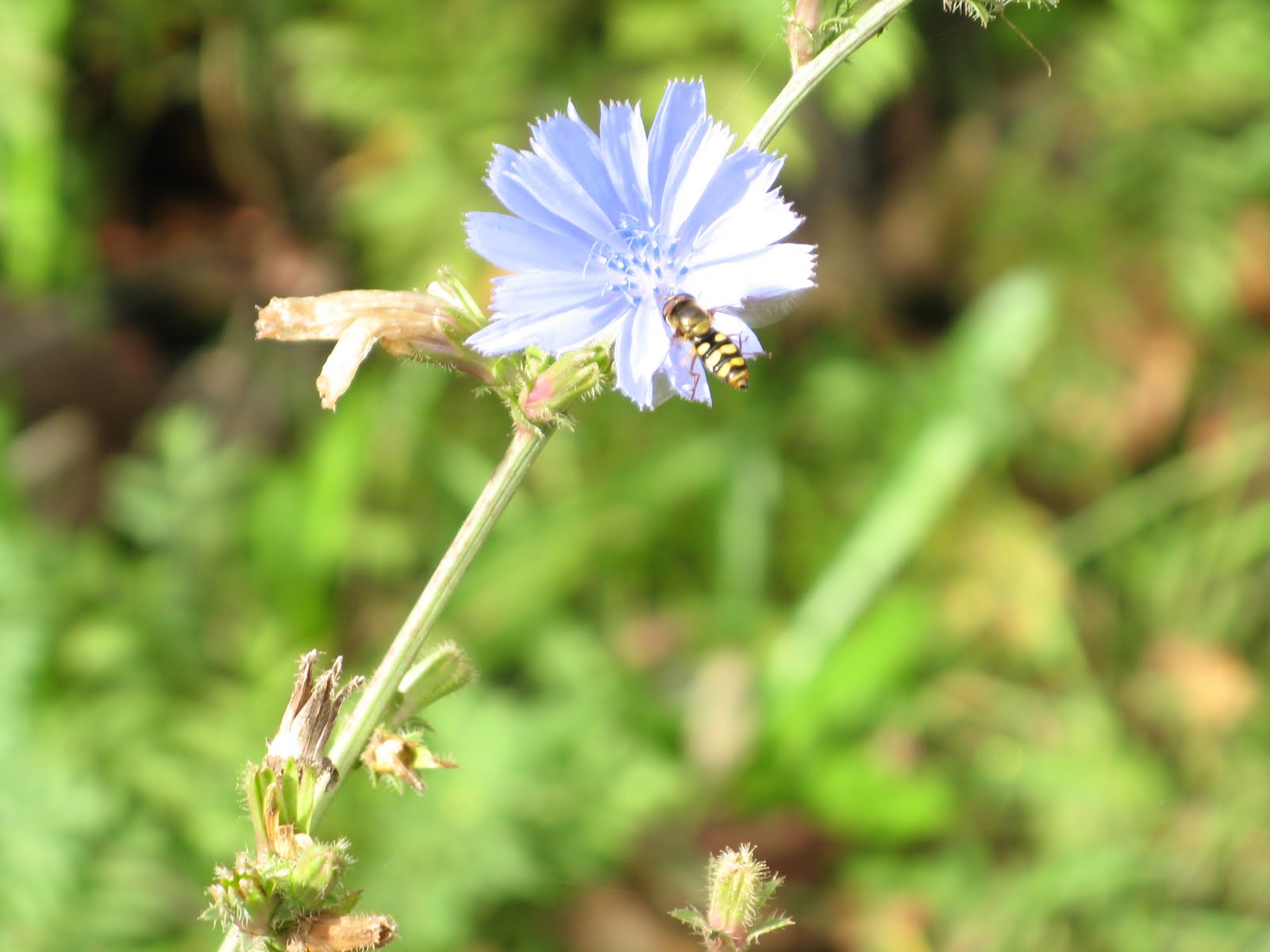 Powell River Books Blog: Coastal BC Plants: Wild Chicory