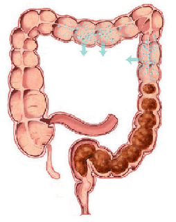 Célula y nutrición en el ser humano: Egestión de los desechos