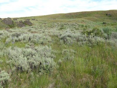 The Aapa Mire: Shrub Steppe: Washington's Disappearing Sea