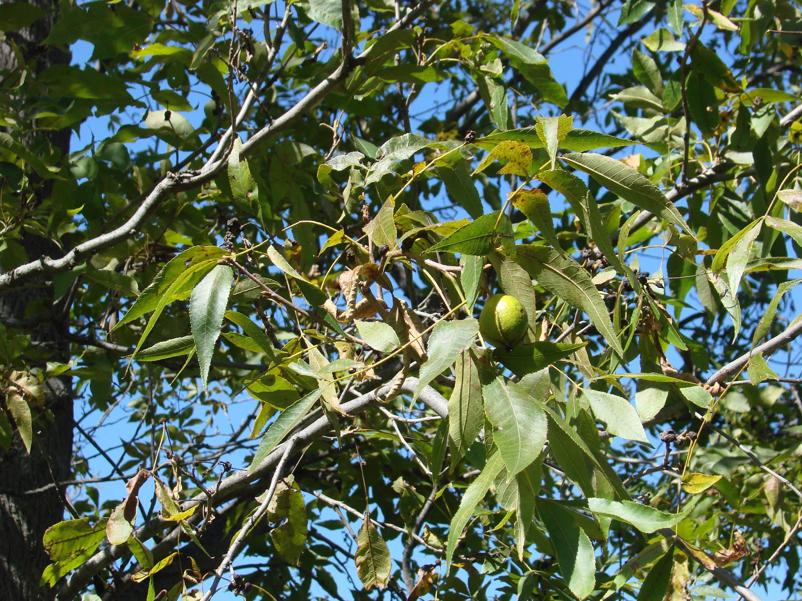 Nature Devotions : Bitternut Hickory