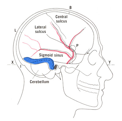 Importance of Pterion - The Common Room