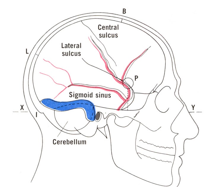 Importance of Pterion - The Common Room