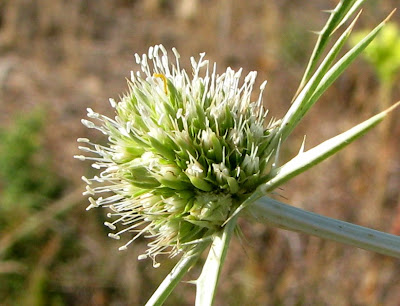 REFLEXIONES: El panical i la salut