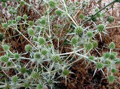 REFLEXIONES: El panical i la salut