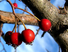 REFLEXIONES: Cayetano Ripoll, maestro, última víctima de la Inquisición