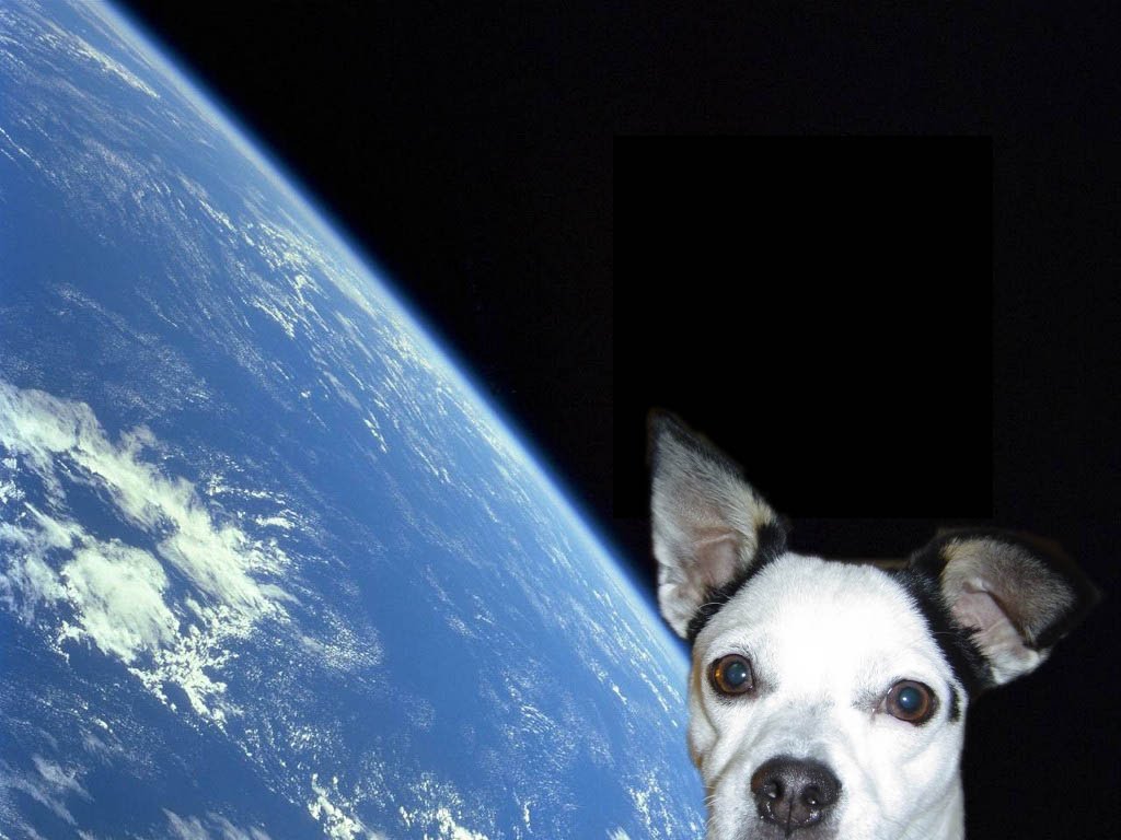 The Dog Chronicles: Contest-- Who Painted This Dog?-- Dogs in Space