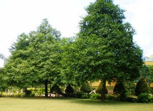 MPV LANDSKAP DAN NURSERI: MODUL 2: TUMBUHAN LANDSKAP