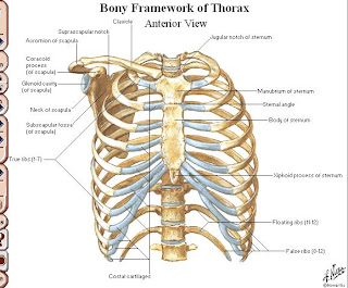 GARUDA Radiology KROYA: ANATOMY RONGGA THORAX