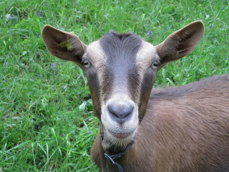 Swiss Alpine Goats