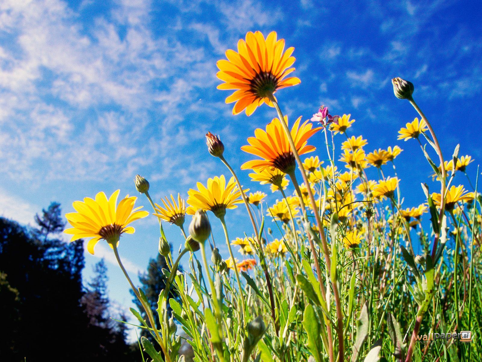Alma de golfinho: Primavera nos Dentes