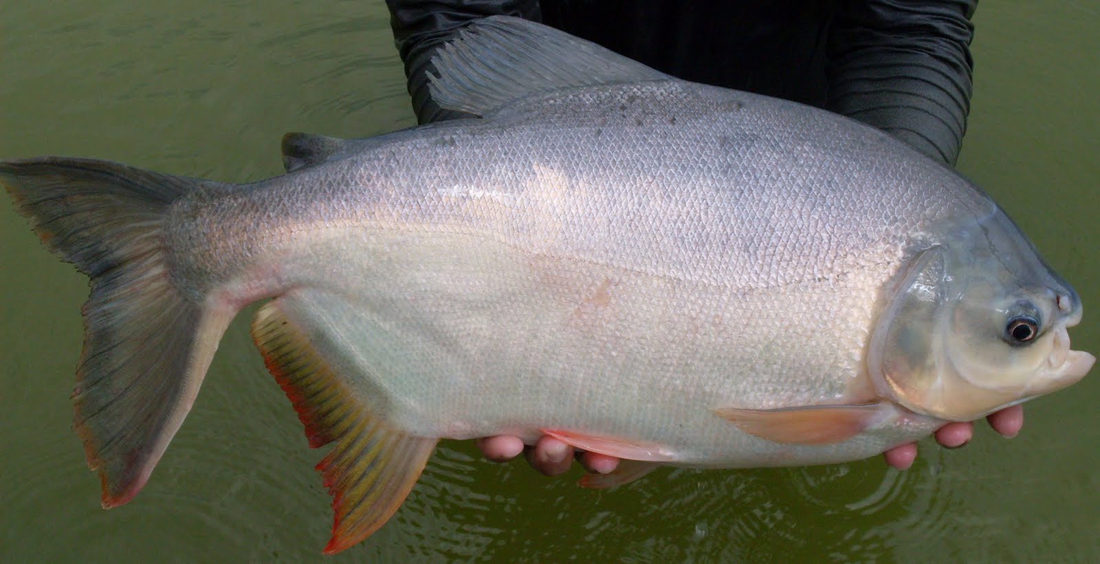 Cachama blanca | Pez de río, Pesca, Especies