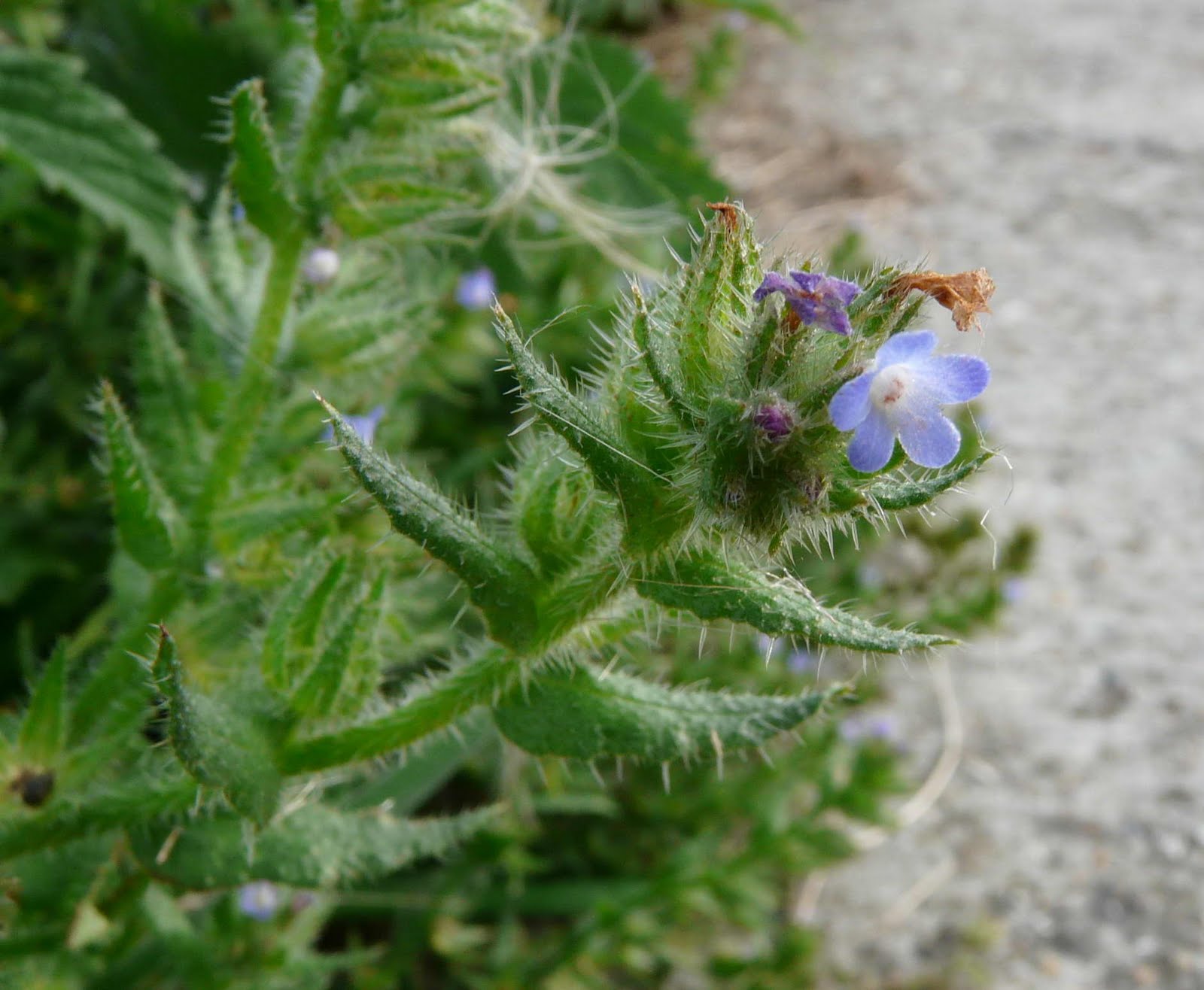 Kingsdowner: August 2010