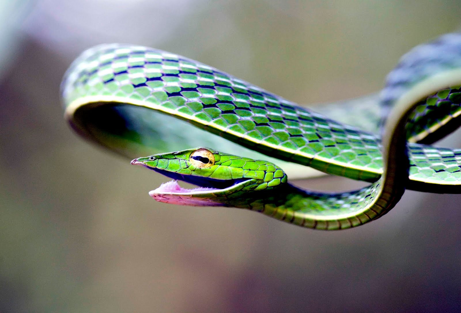 goa wildwatch: Green Vine snake-