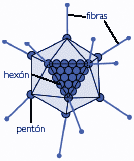 viromedica: virus icosaedricos