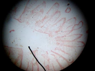 Invertebrate Zoology: Phylum Porifera