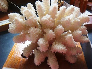 Invertebrate Zoology: Phylum Cnidaria