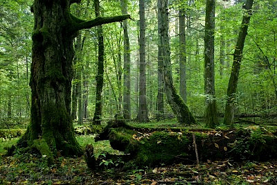 El trolley de Nieves: ALGUNOS BOSQUES ENCANTADOS EN EL AÑO ...