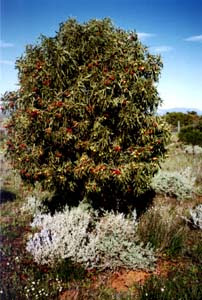 Candon City’s Igorot Roots | From the Boondocks