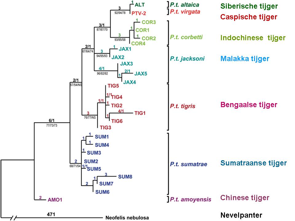 Evolutiebiologie: Tyger! Tyger! burning bright