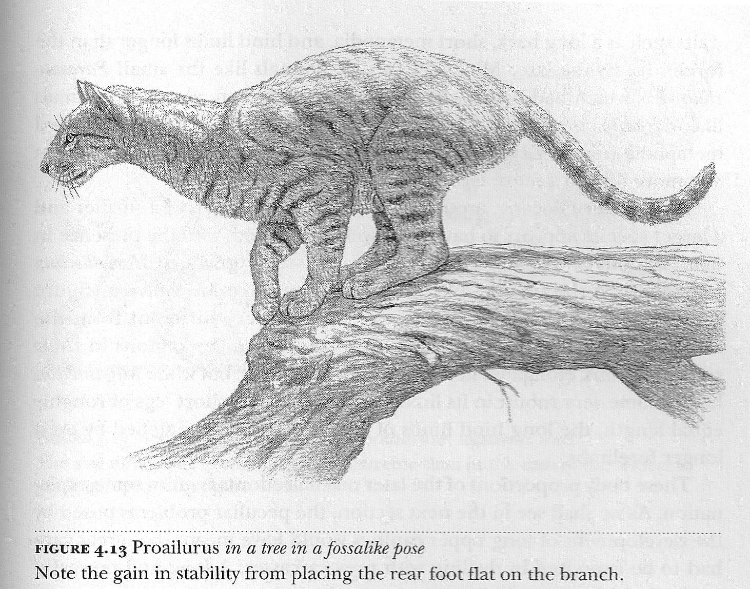Evolutiebiologie: Fossiele Felidae