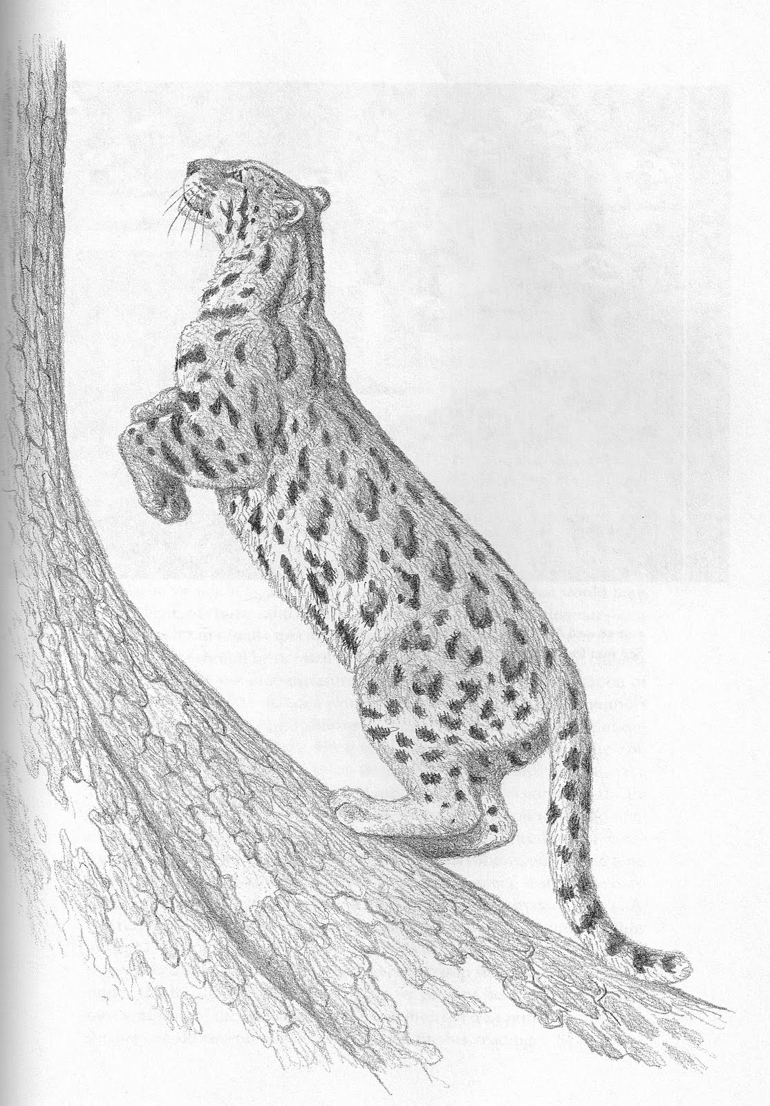 Evolutiebiologie: Fossiele Felidae