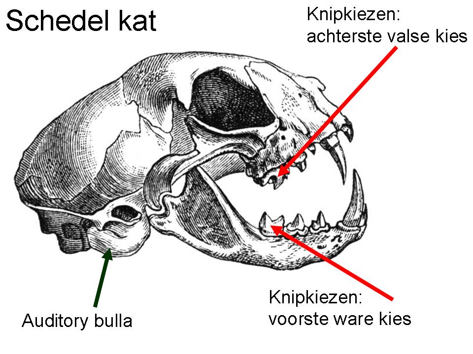 Evolutiebiologie: november 2010