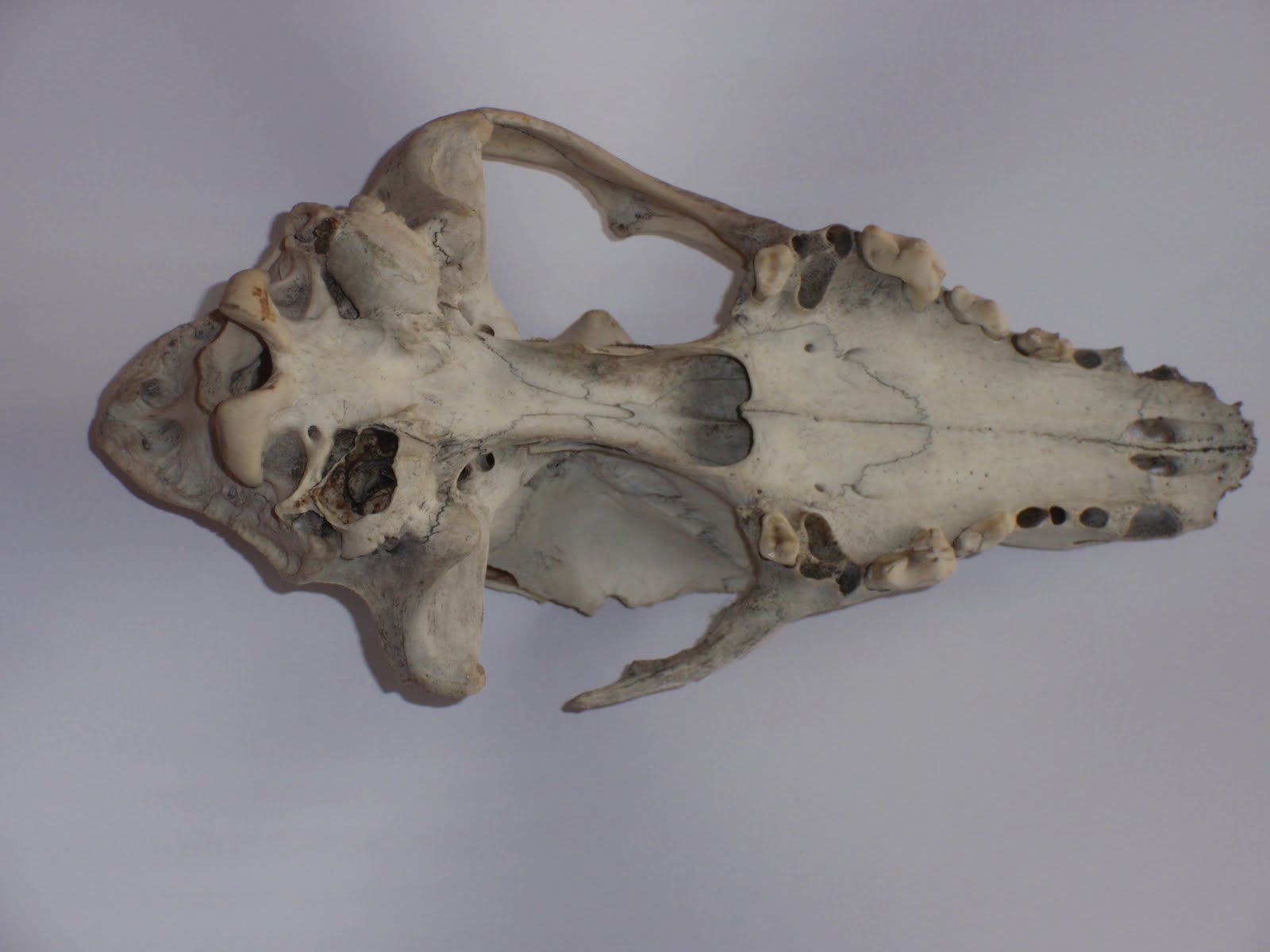 Evolutiebiologie: Kiezen