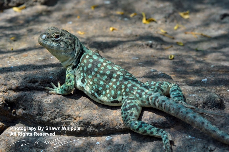 Shawn Whipple's Photography Journal