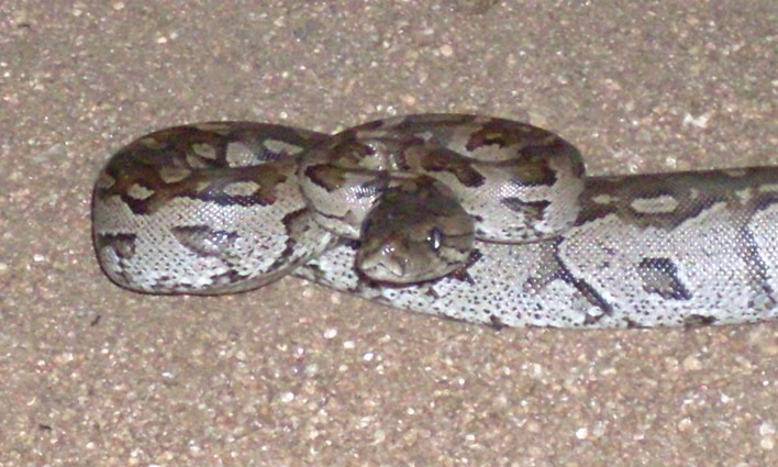 mainly mongoose: Spitting in the face of adversary