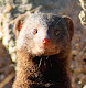 mainly mongoose: Spots before my eyes...
