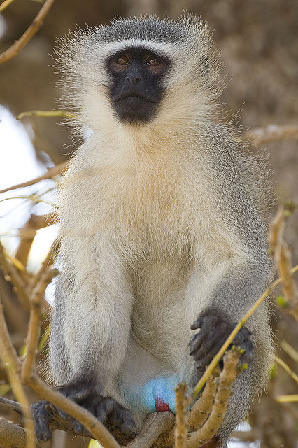 mainly mongoose: Monkey see, monkey do (well, sometimes)