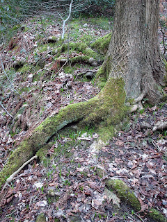 The Fairy Tale Cupboard: Moss Witch by Sara Maitland