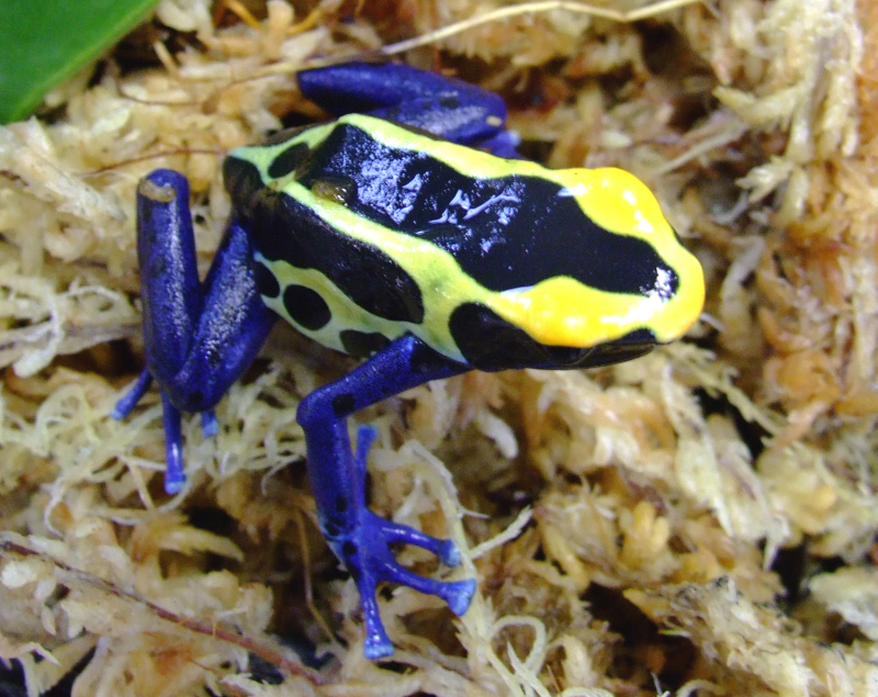 Bicho Exótico - Vida Deslumbrante: O Deslumbrante Mundo das Dendrobates
