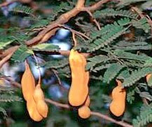 Herbs-Treat and Taste: What is IMLI? TAMARIND. SPECIAL SWEET and SOUR ...