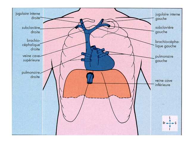les cours medecine: Le Thorax [ Illustrations ]